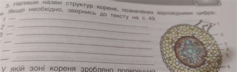 5 Напиши назви структур кореня позначених відповідними цифра ми Якщо необхідно звернись до