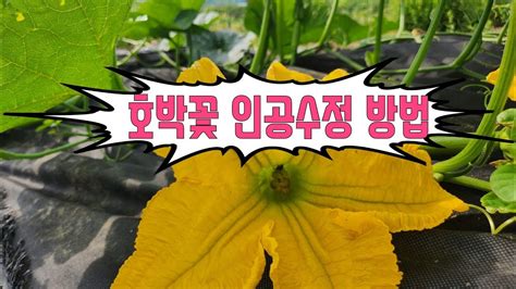 애호박 제대로 키우기 ️ 장마철 수정이 안될때 호박꽃 인공수정방법 ️애호박 순치기방법 ️애호박 곁순제거법 Youtube