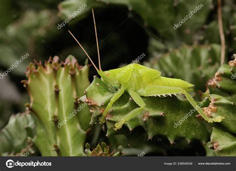 Green Grasshopper Scientific Name