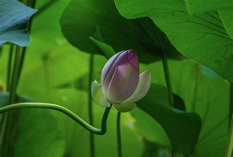 hidden lotus in japanese at eldon berthold blog