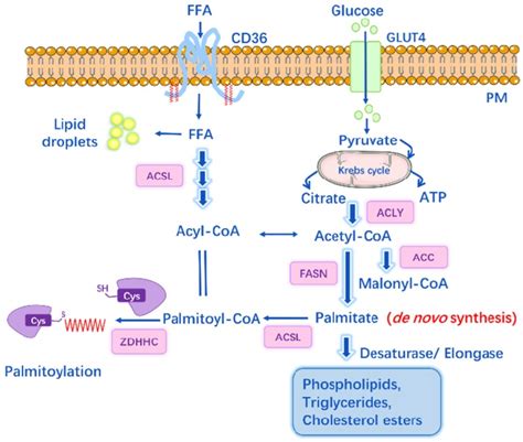 The Link Between Lipid Metabolism And S Palmitoylation Glucose