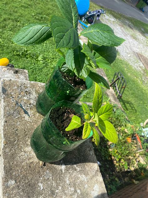 Hydrangea Props R Propagation