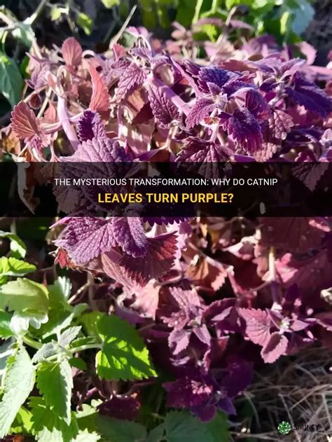 The Mysterious Transformation Why Do Catnip Leaves Turn Purple Shuncy