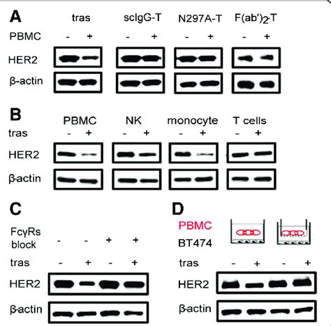 Engagement Of Fcγrs On Immune Cells With Trastuzumab Fc Is Required For