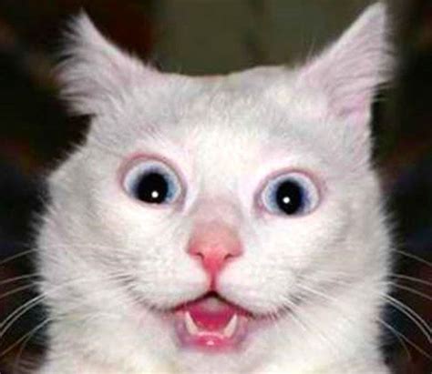 Meme De Gato Horrorizado Gato Horrorizado De Dibujos Animados 12373095