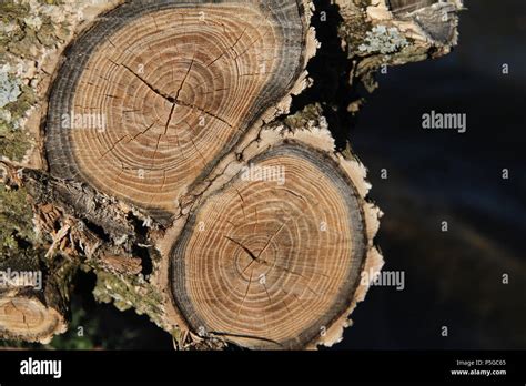 Close Up Of Tree Cut With Chainsaw Tree Rings Stock Photo Alamy