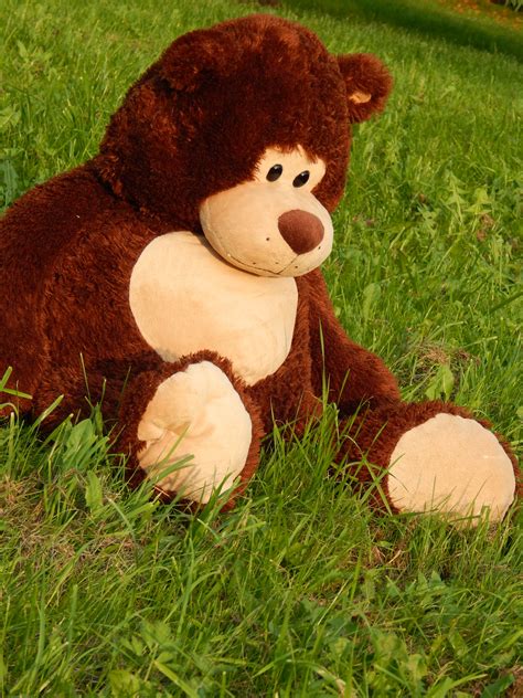 Безплатна снимка трева кученце мечка парк бозайник плюшено мече Стромовка плюшена