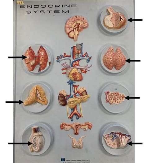 Lab Endocrine System Model 2 Diagram Quizlet