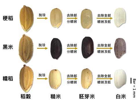 由稻穀到白米 稻米主題館 農業知識入口網