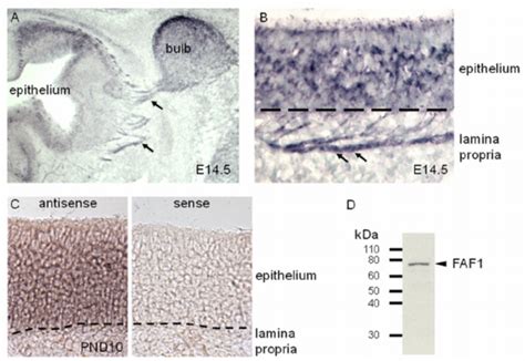 Faf1 Is Expressed In The Developing Mouse Olfactory System Download Scientific Diagram
