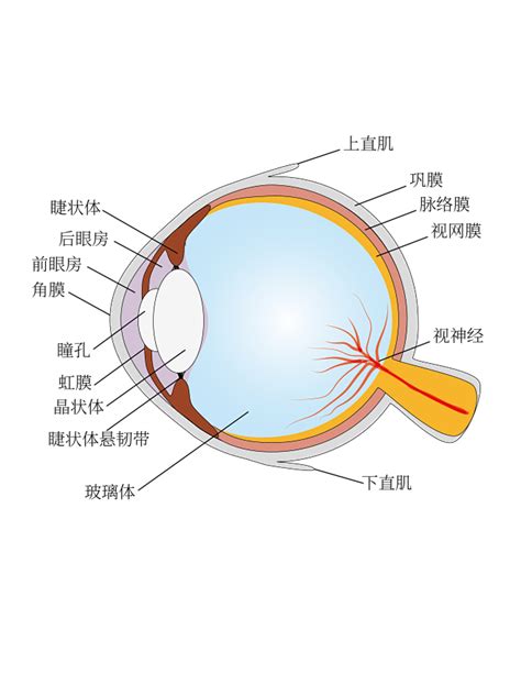 眼球解剖图