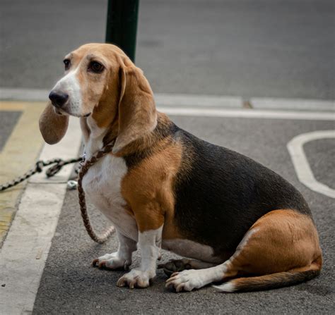 Treeing Walker Coonhound Weight Physical Traits Explained