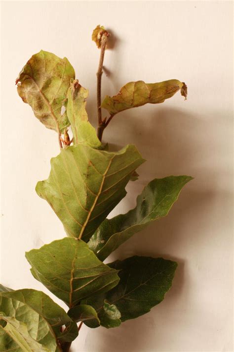 Phytophthora Cactorum Phytophthora Root Rot
