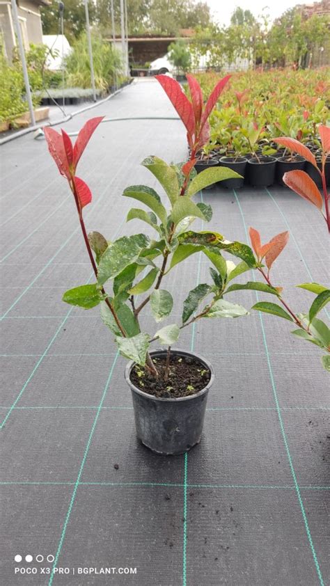 Home Bgplant Разсадник декоративни иглолистни растения Горанови