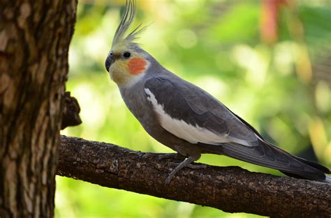 Cockatiel Bird Wallpapers Wallpaper Cave