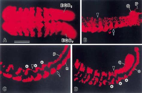 Segmentation In Annelids Cellular And Molecular Basis For Metameric Body Plan