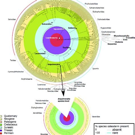 Shapes And Distribution Pattern Of Some Dorsal Skin Osteoderms Ods In