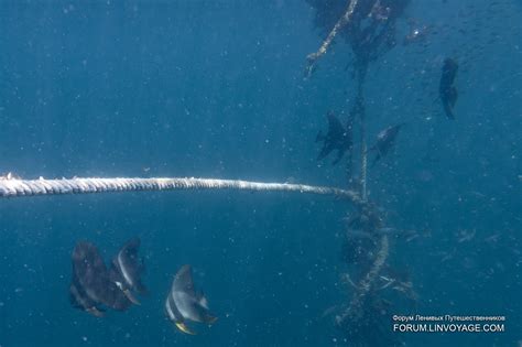 배경 화면 바다 마스크 물고기 수중 산호 섬 비키니 말레이시아 요트 태국 거대한 지느러미 다이빙