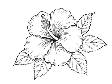 Hibiscus Flower Adult Coloring Sheet Coloring Page