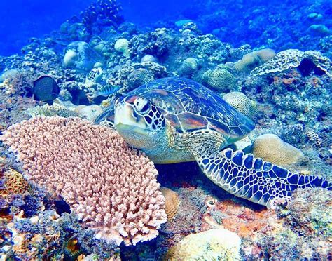 小菁愛吃愛玩愛旅行 台灣🇹🇼小琉球真的不輸國外，一度懷疑🤨我在沖繩，超多的綠蠵龜🐢🐢，爆炸💥多的海底魚🐟，小丑魚、
