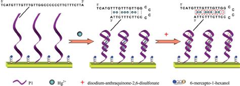 Detection Strategies For A Mercuric Ion Sensor Using Mercury Speci Fi C Download Scientific