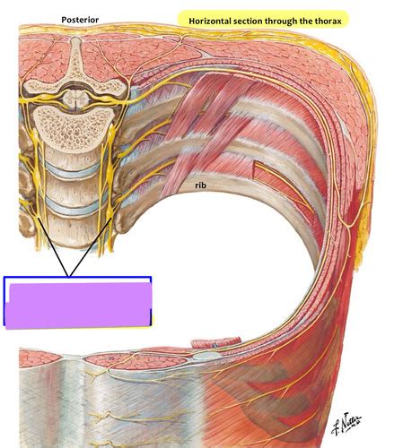Autonomic Nervous System Flashcards Quizlet