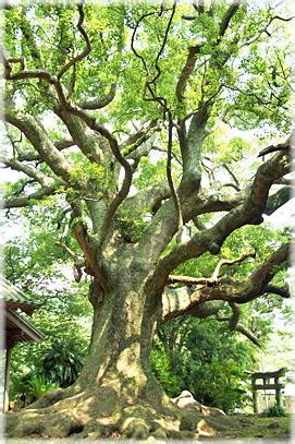 若宮神社のクスノキ福岡県福津市