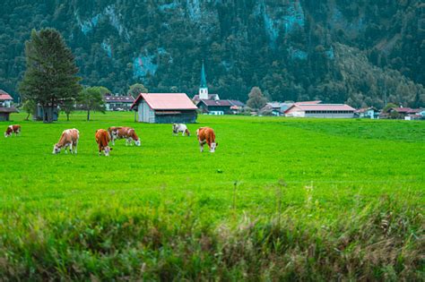 그림 같은 마을과 장엄한 산을 배경으로 생생한 녹색 목초지에서 풀을 뜯는 소가 있는 평화로운 시골 풍경 0명에 대한 스톡 사진 및 기타 이미지 Istock