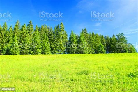 녹색 풀밭 및 침 엽 수 숲 보스니아 헤르체고비나와 아름 다운 풍경 0명에 대한 스톡 사진 및 기타 이미지 0명 가문비나무 계절 Istock