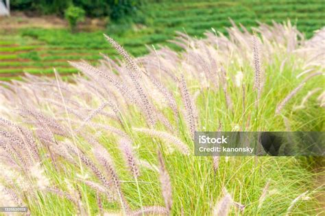 몽 잼 치앙마이 태국에서 세타리아 Verticillata 또는 다람쥐 꼬리 잔디 필드를 닫습니다 0명에 대한 스톡 사진 및 기타 이미지 Istock