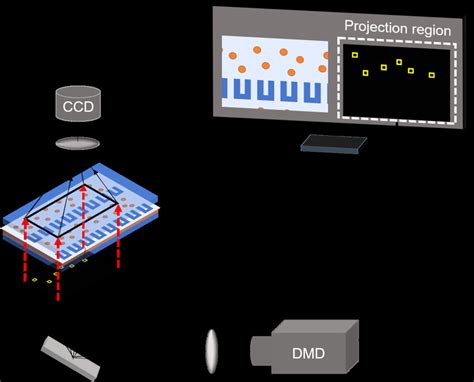 The Automated Separation Platform Of Single Cells And Microparticles Download Scientific Diagram