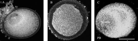 The Distribution Of Mitochondria In Oocytes After 4044 H In Culture 0
