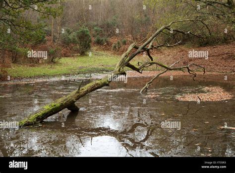 Claw Like Branch Hi Res Stock Photography And Images Alamy