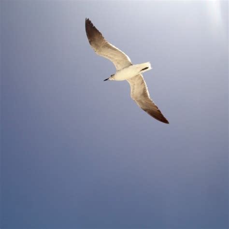 [금주의 찬양] 하늘의 나는 새도 주 말씀 향하여 네이버 블로그