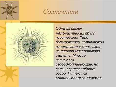 Многообразие простейших Корненожки Радиолярии Солнечники Споровики 7 класс