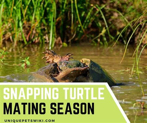 Snapping Turtle Mating Season 5 Important Things To Note