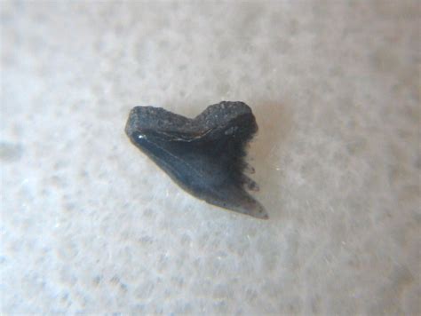 Hemipristis Serra2 Labial View Member Collections The Fossil Forum