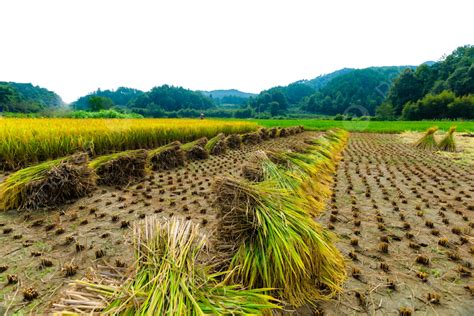 가을 벼 수확 가을 벼 범퍼 수확 Png 일러스트 및 이미지 에 대한 무료 다운로드 Pngtree
