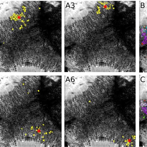 Spontaneously Emerging Neuronal Assemblies A16 Topographies Of Six