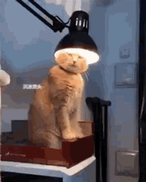 Cat Funny  Cat Funny Light Discover And Share S