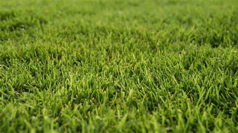 10 Best Types Of Grass For Your Lawn A Full Guide