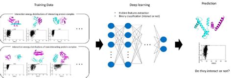 schematic diagram of protein interaction prediction using interaction