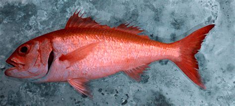 Ruby Snapper Master Fisherman