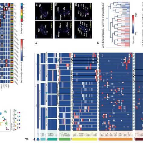 Single Cell Transcriptomics In The Early C Elegans Embryo A The Download Scientific Diagram
