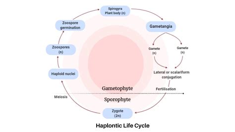 Life Cycle Of Algae Haplontic Diplontic Diplohaplontic And