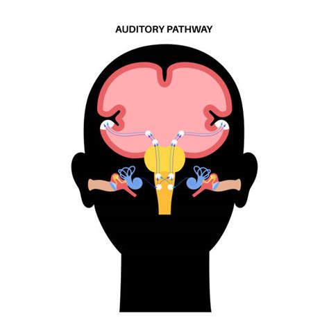 10 Auditory Pathway Stock Illustrations Royalty Free Vector Graphics And Clip Art Istock