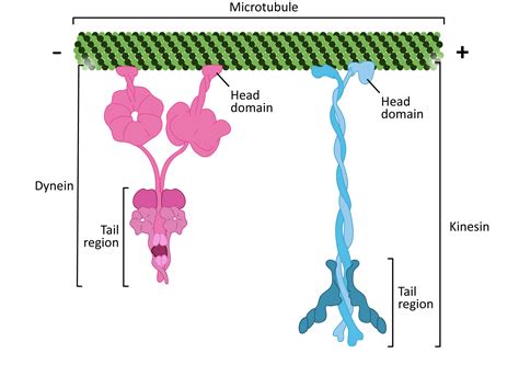 What Are Microtubules Mbinfo