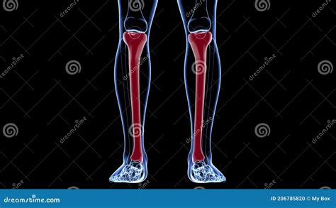 Human Skeleton Anatomy Tibia Bone D Rendering Stock Illustration Illustration Of Fibula Pain
