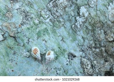 Fossil Shell On Sedimentary Rock Stock Photo Edit Now 1021042297