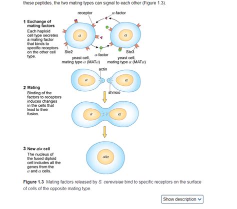 Solved Yeast Pheromones And The Mating Response Mating In Chegg Com